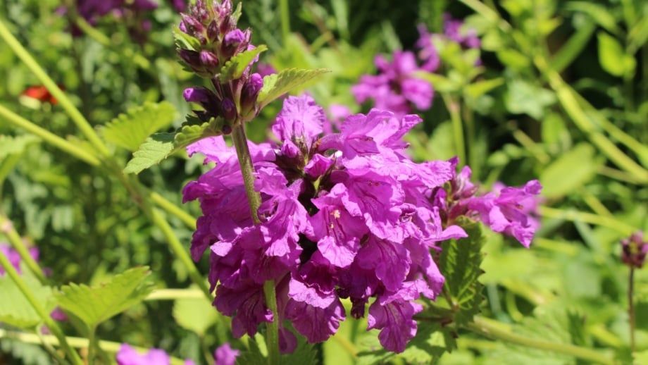 21 Wildflowers Native to Washington State