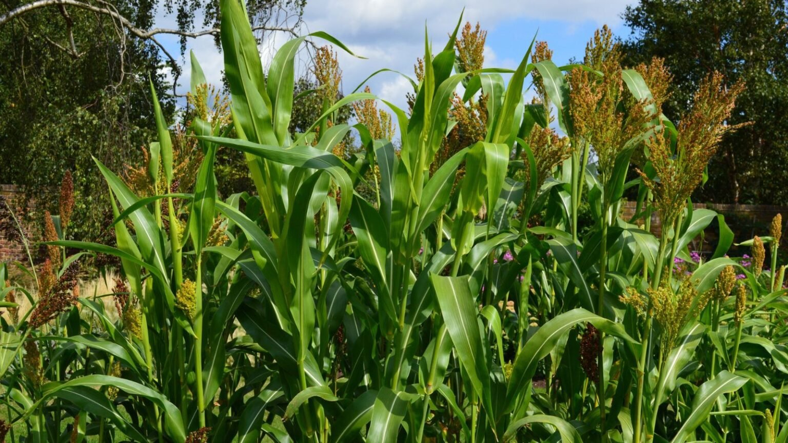 How to Plant, Grow, and Care for Sorghum