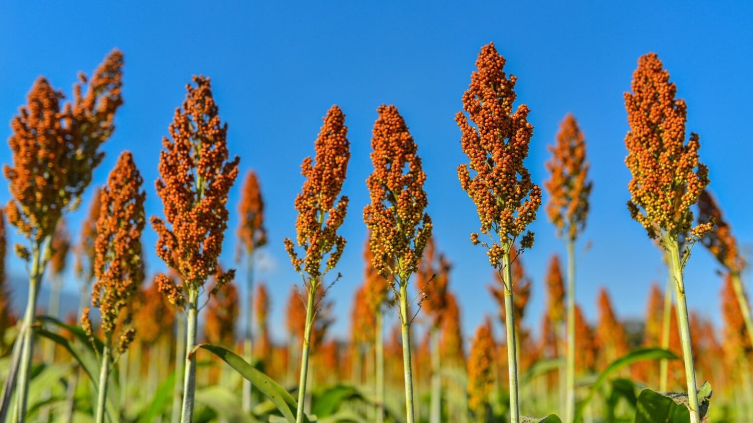 How to Plant, Grow, and Care for Sorghum