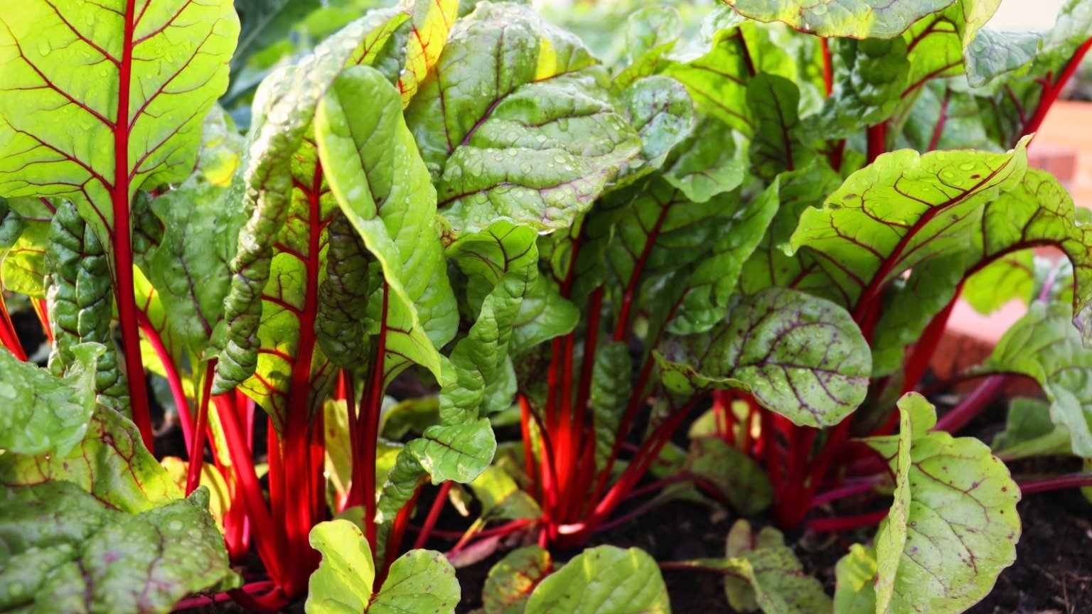 17 Crops to Plant In Your Greenstalk Planter This Labor Day