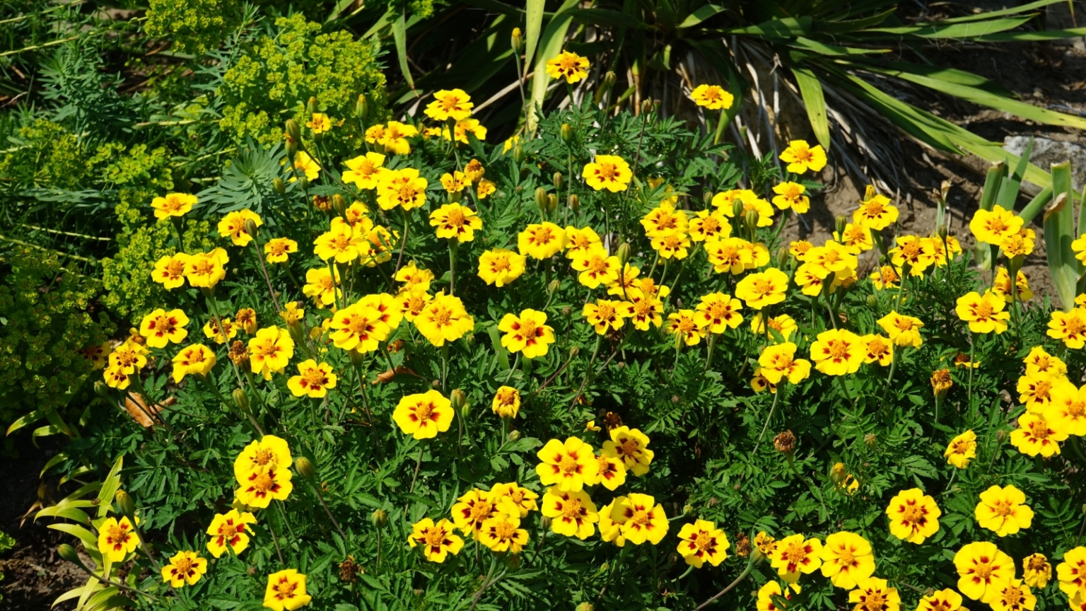 29 Beautiful Heirloom Flowers For Your Garden