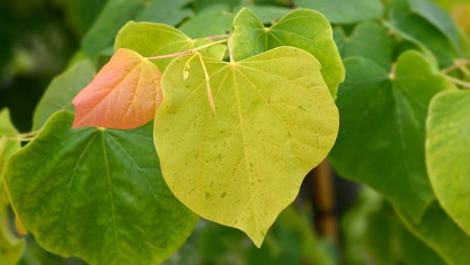 23 Different Redbud Tree Varieties For the Home Garden