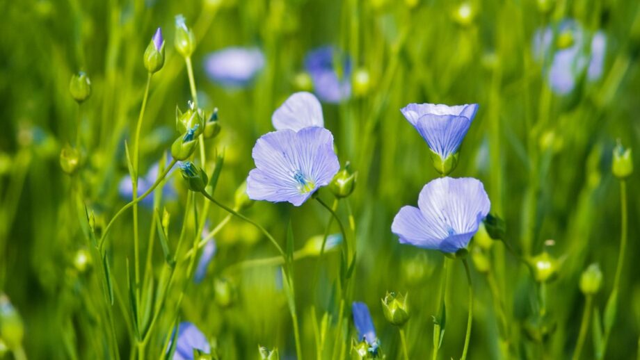 How to Plant, Grow, and Care for Flax
