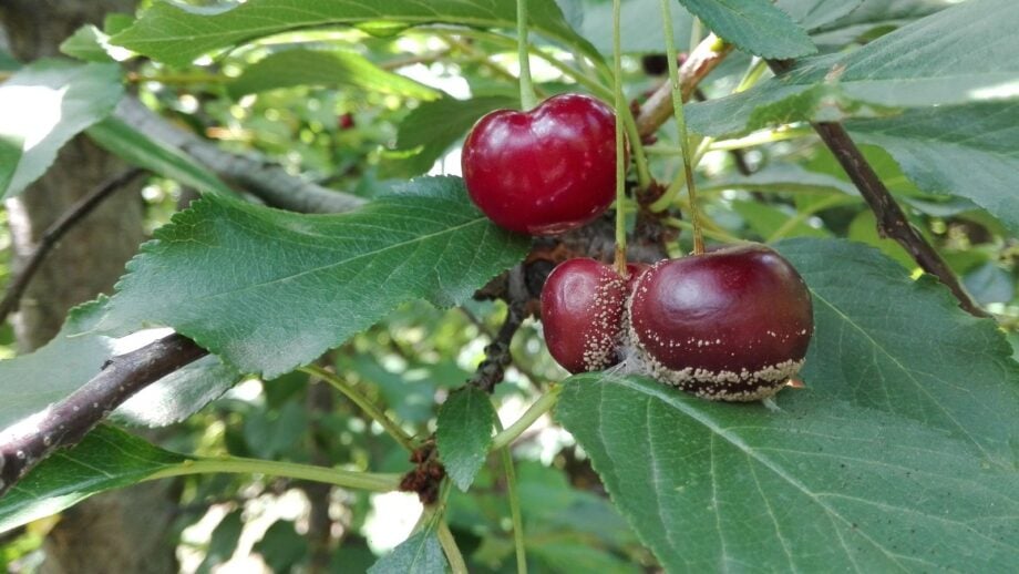Brown Rot in Stone Fruit: Symptoms and Treatment