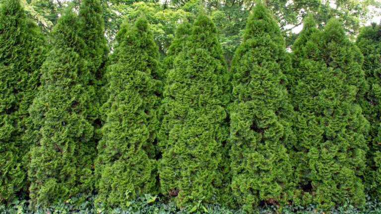 19 Dwarf Evergreen Trees for Your Landscape