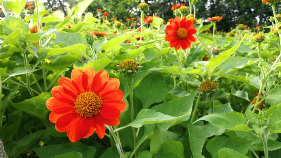 12 Fall-Colored Sunflowers to Plant In August
