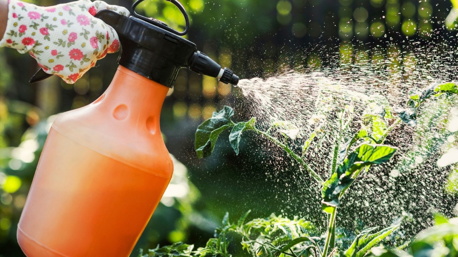 Pyrethrin Pros and Cons: How to Use it Safely