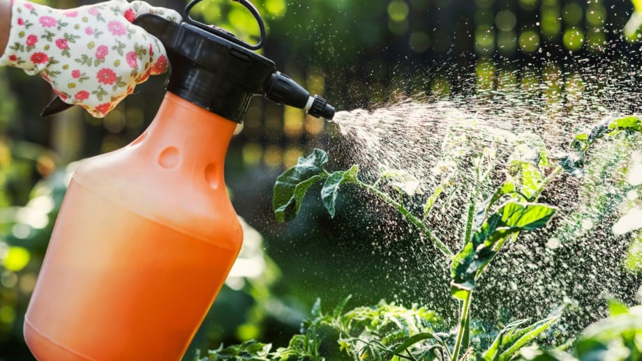 Pyrethrin Pros and Cons: How to Use it Safely