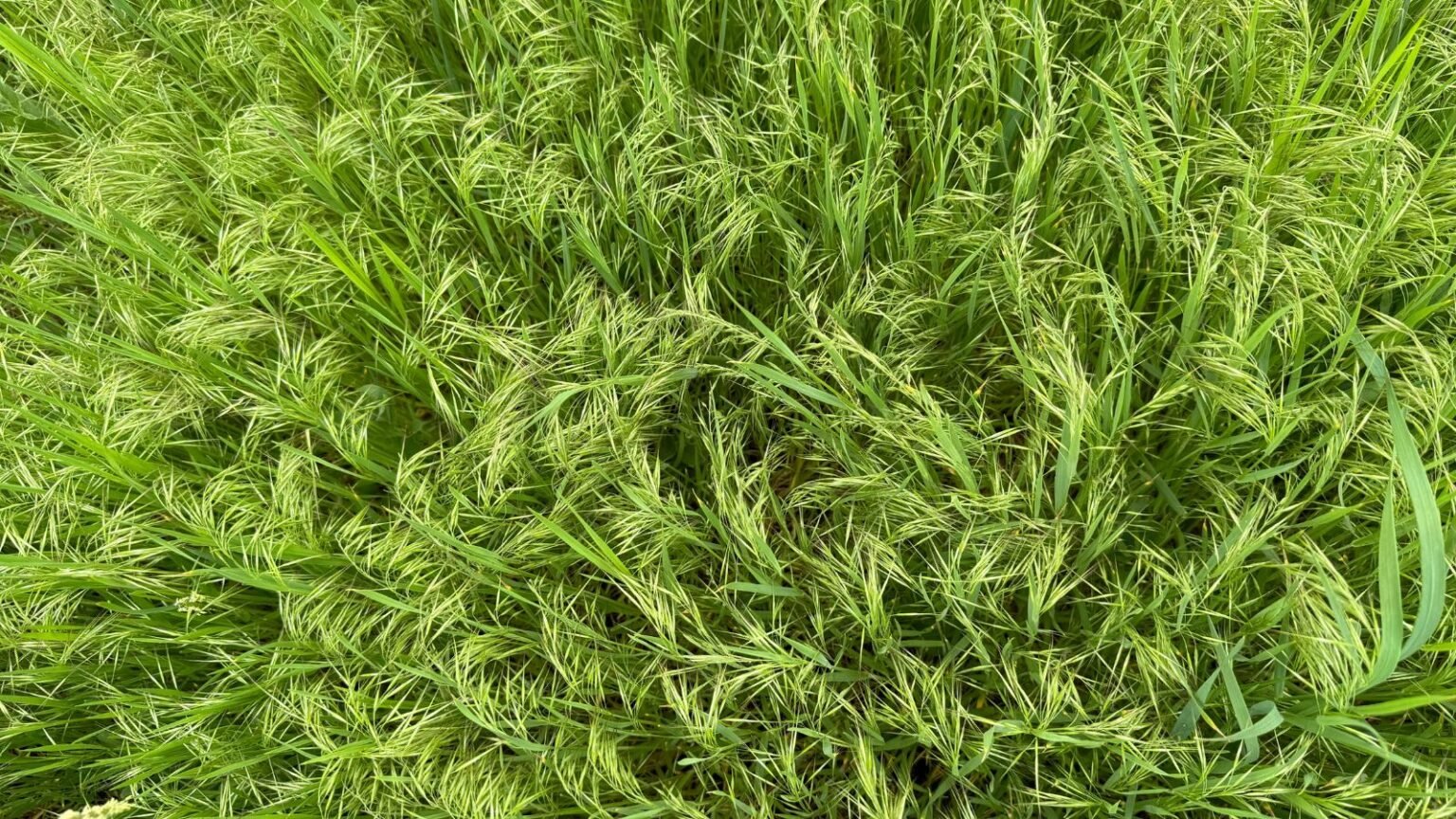 How to Plant, Grow, and Care for Oats