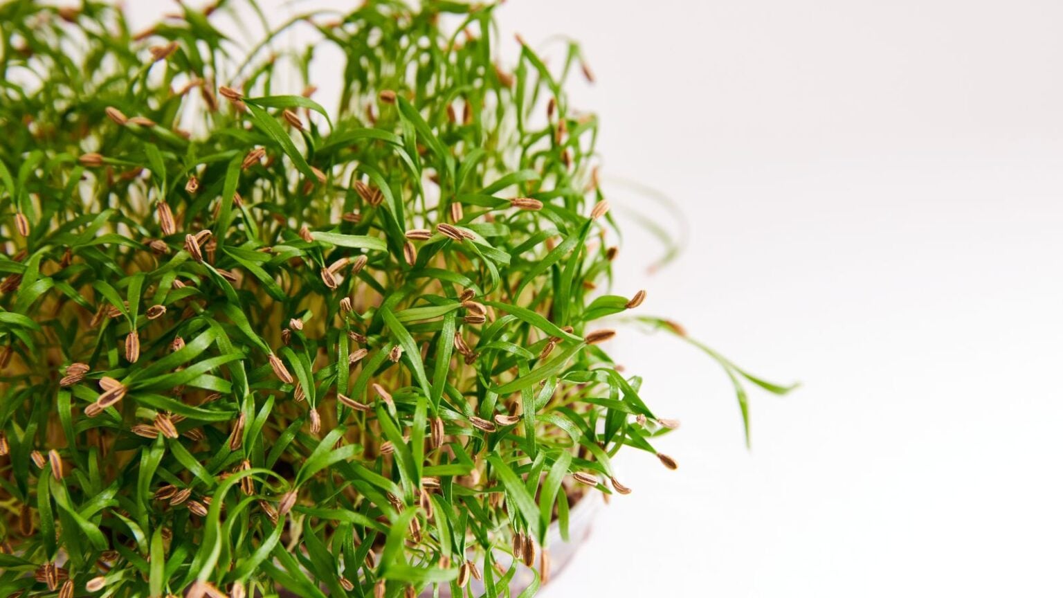 How To Grow Fennel Microgreens in 6 Easy Steps