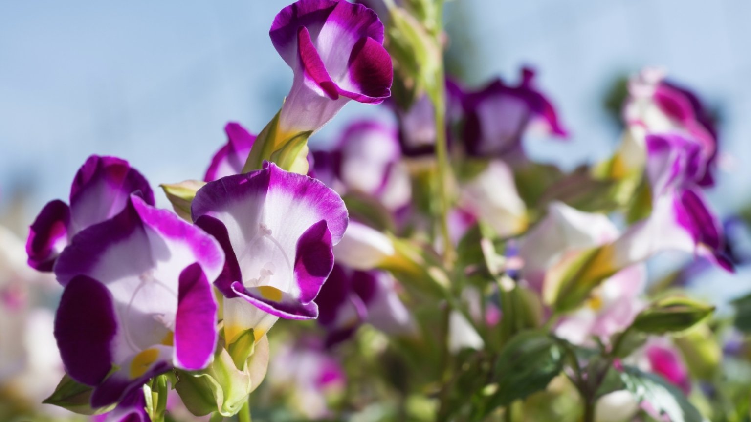 How to Plant, Grow, and Care for Torenia