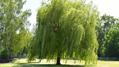 How to Plant, Grow, and Care For Weeping Willow Trees