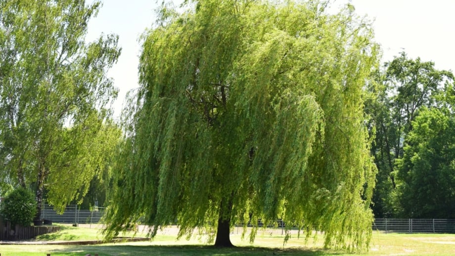 How to Plant, Grow, and Care For Weeping Willow Trees