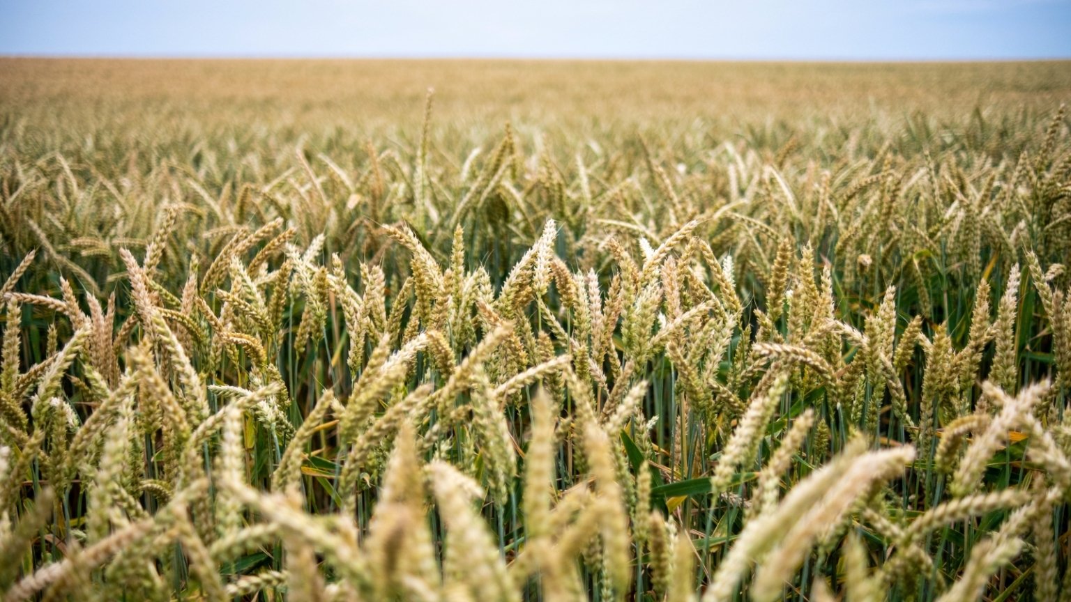 7 Reasons You Should Grow Wheat in Your Garden