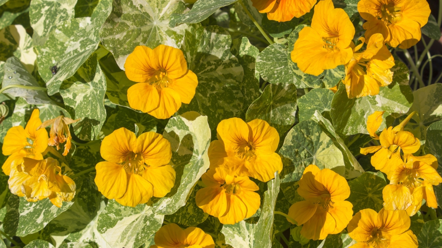 29 Beautiful Heirloom Flowers For Your Garden