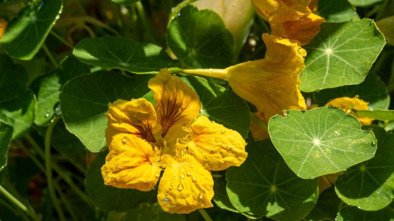 19 Herbs With Yellow Flowers