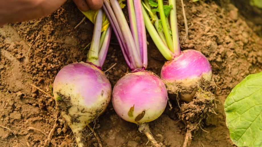 17 Crops to Plant In Your Greenstalk Planter This Labor Day