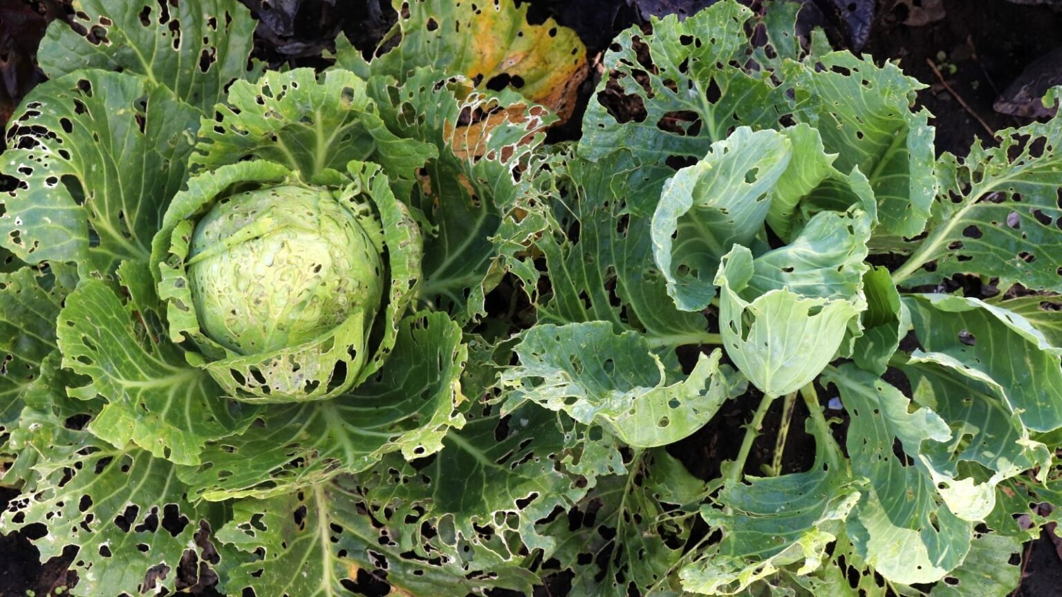 How to Control and Prevent Cabbage Looper