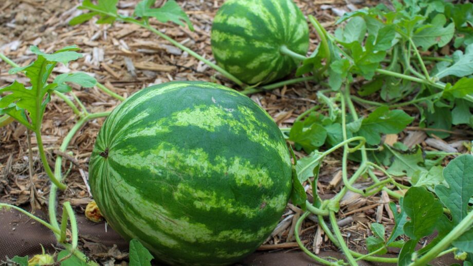How to Plant, Grow, and Care for 'Crimson Sweet' Watermelons