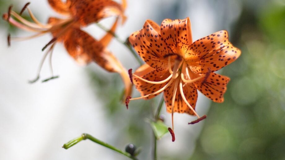 How to Plant, Grow, and Care for Tiger Lily