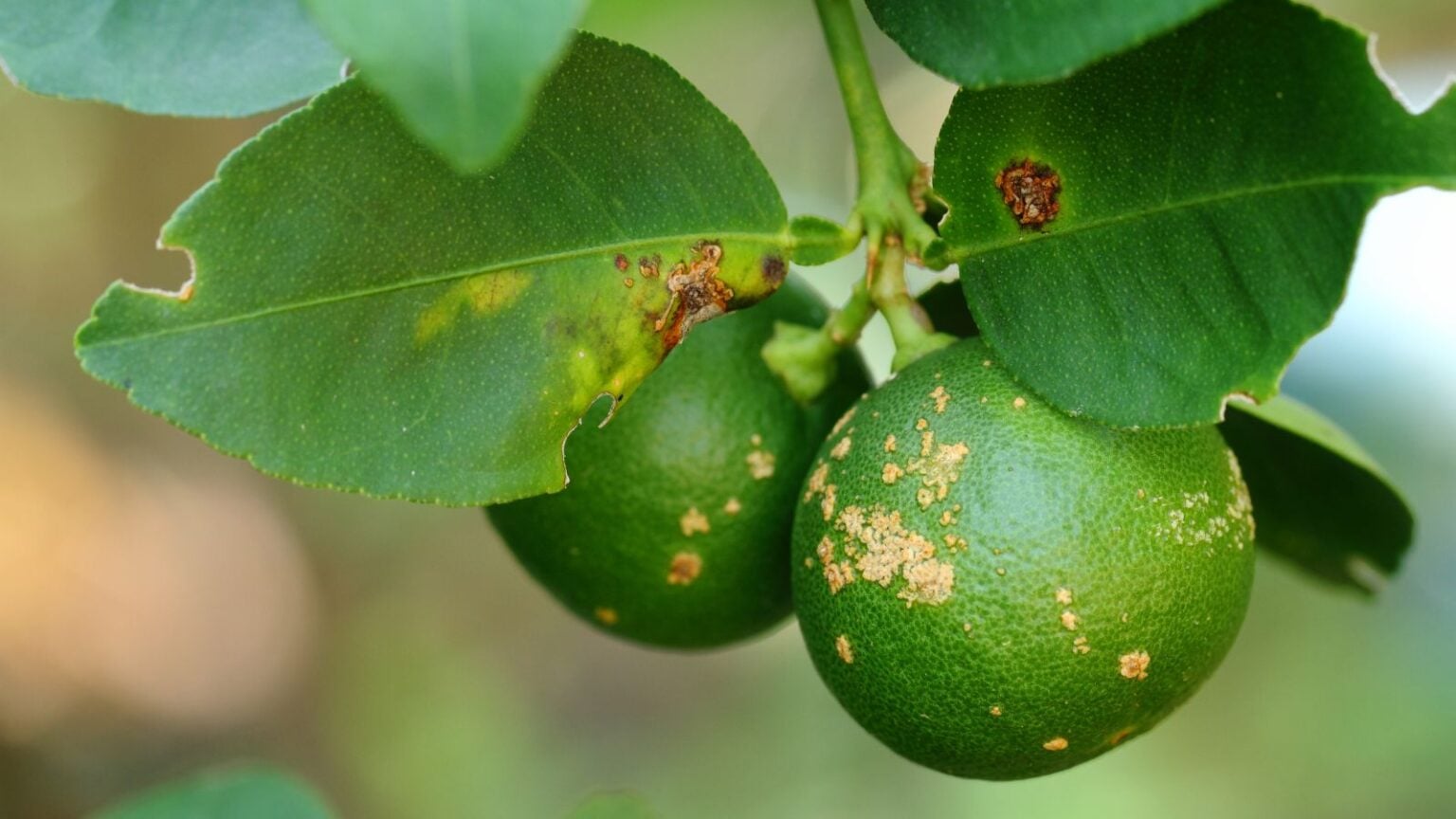 How to Identify and Control Blight On Plants