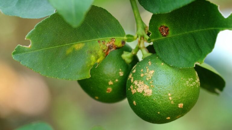 How to Control and Prevent Citrus Canker
