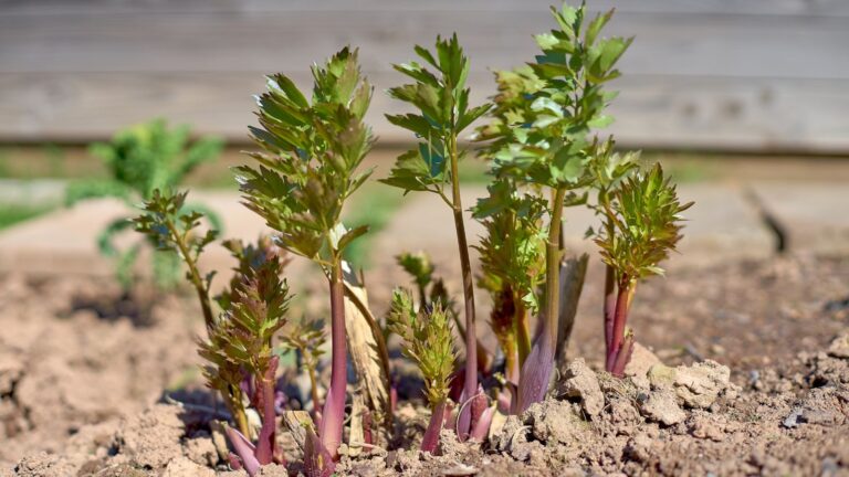 How to Plant, Grow, and Care for Lovage