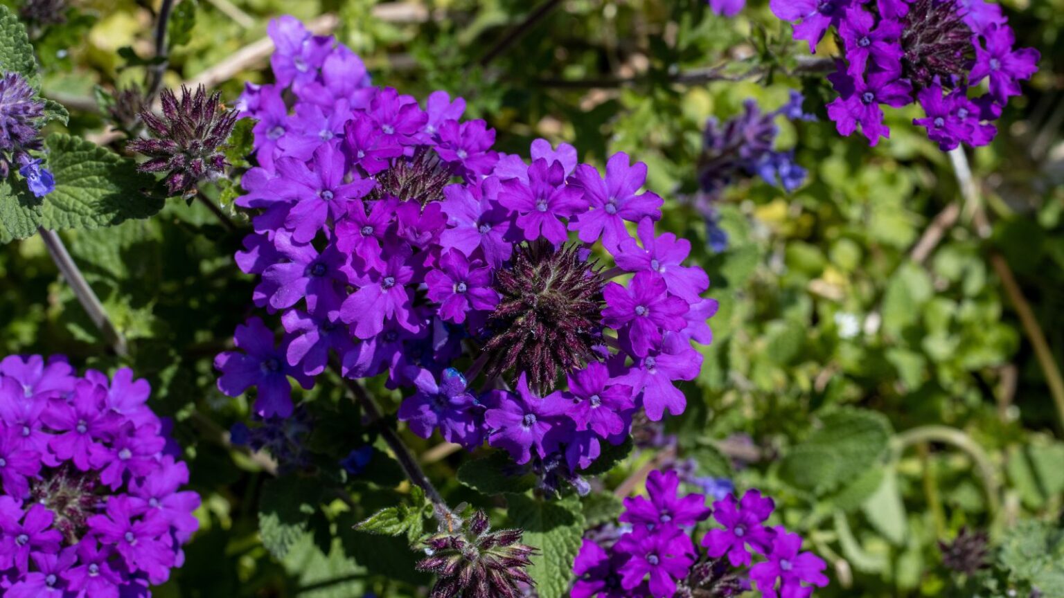 17 Annual Flowers That Will Bloom Until First Frost