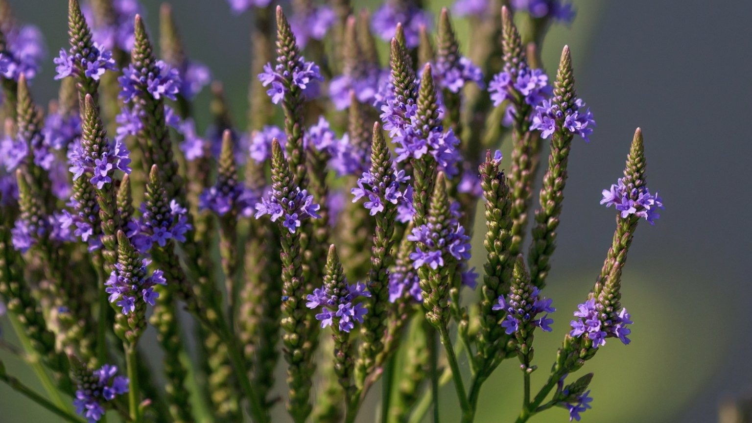 21 Lavender Look-alikes for Your Landscape