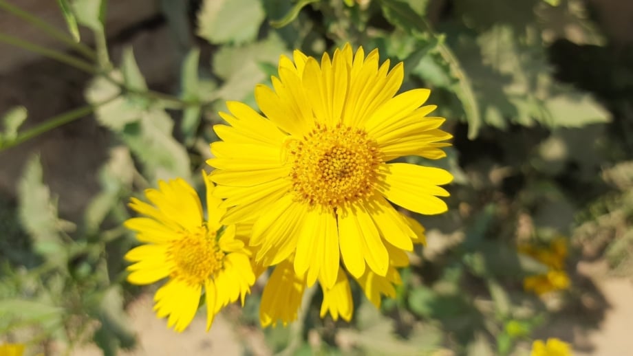 31 Native Plants That Attract Wildlife