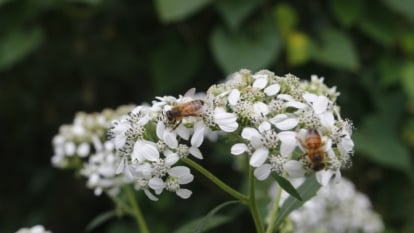 34 Beautiful Native Plants for Texas Gardens