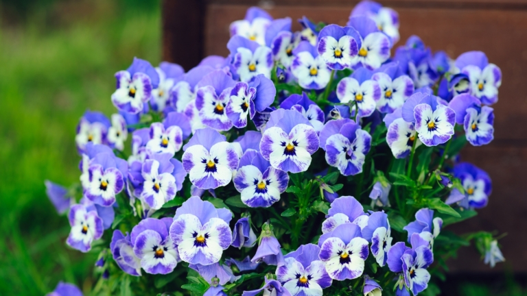 23 Easy Beginner Flowers You Can Still Plant This Year