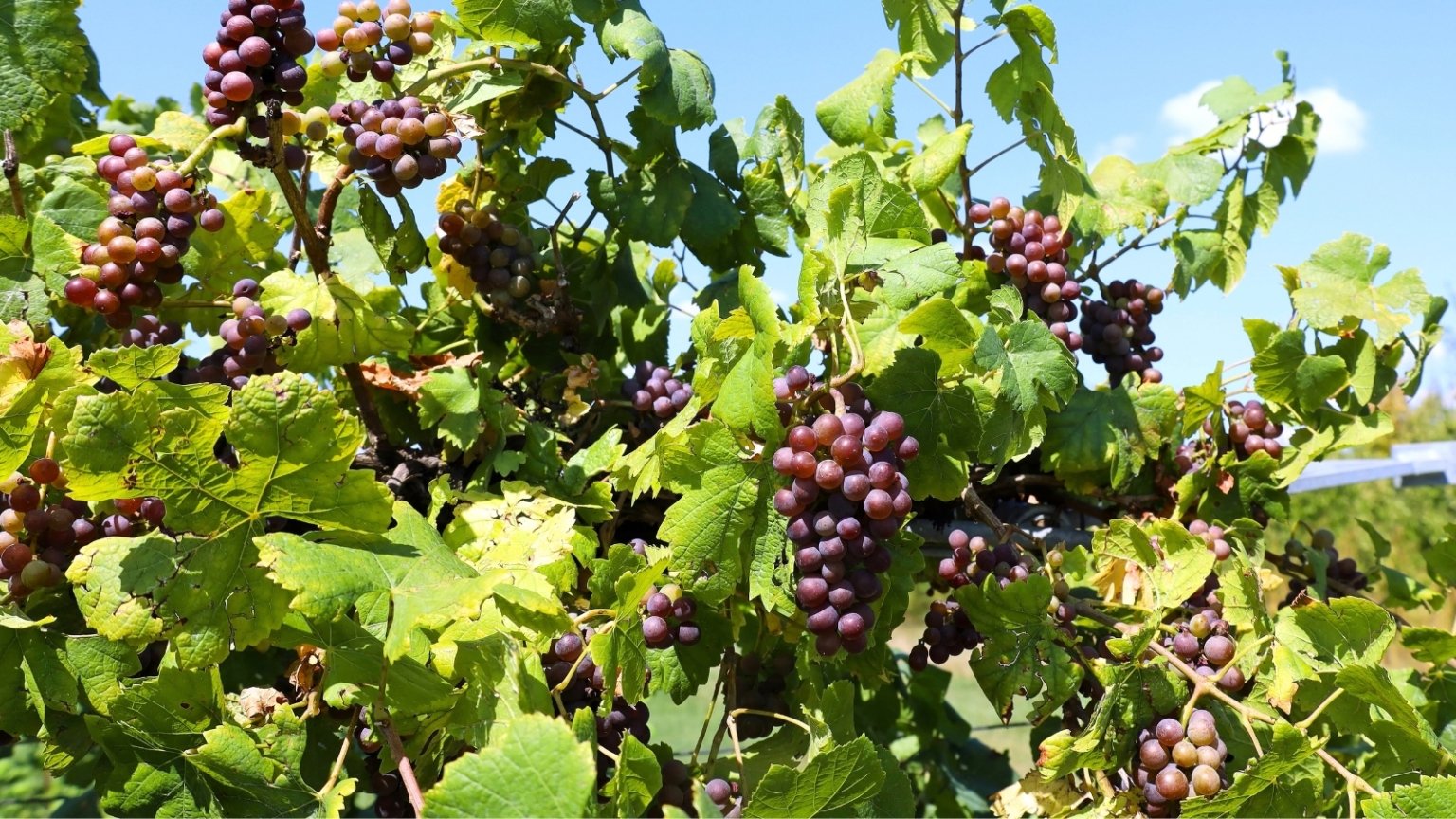 21 Beautiful, Fast-Growing Vines for Your Landscape