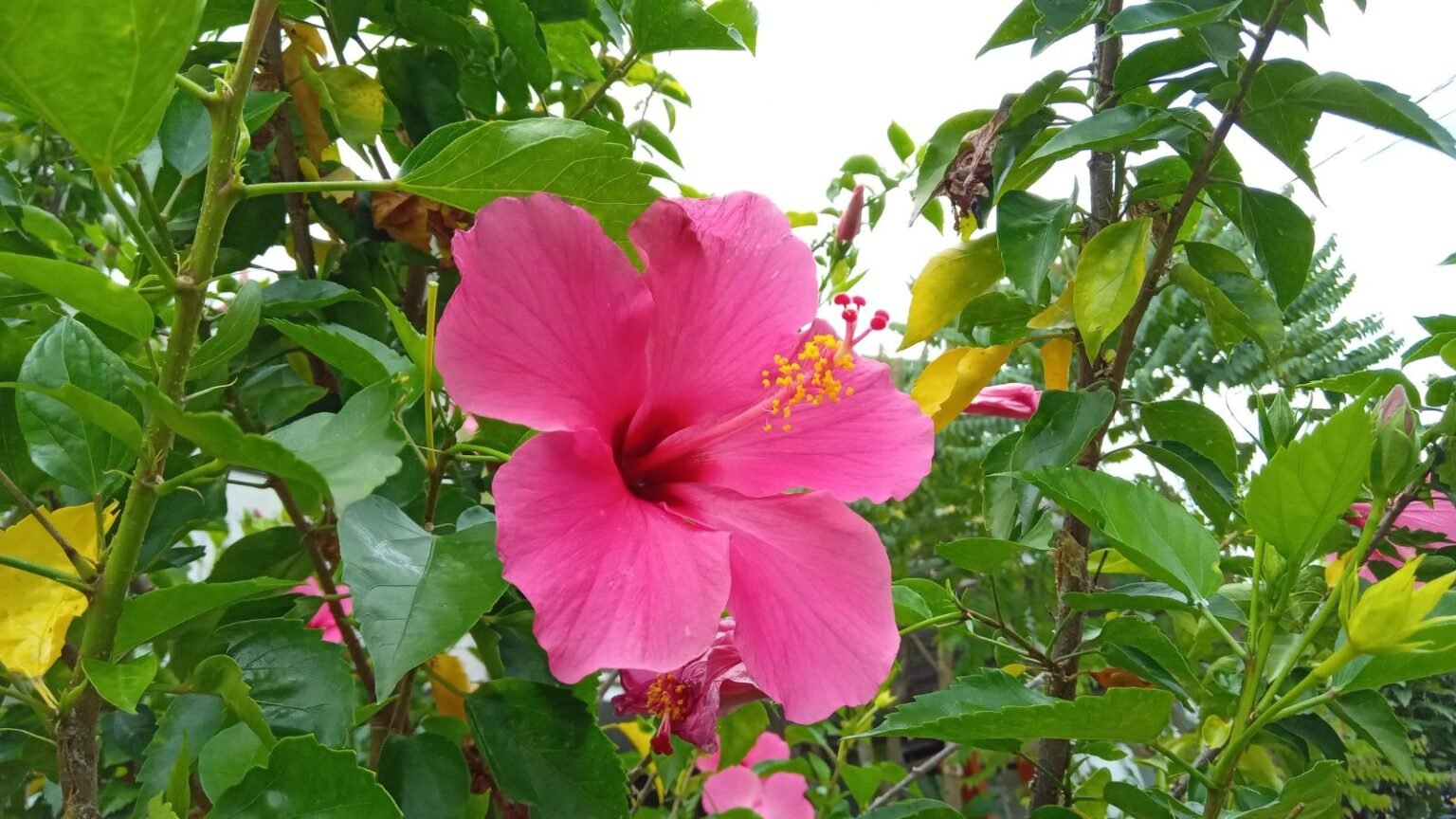 How to Plant, Grow, and Care for Hawaiian Hibiscus