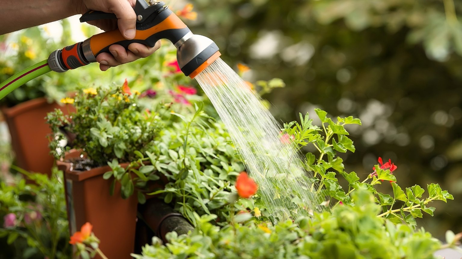 How to Plant, Grow, and Care For Geum Flowers