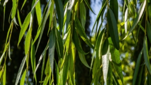 How to Plant, Grow, and Care For Weeping Willow Trees