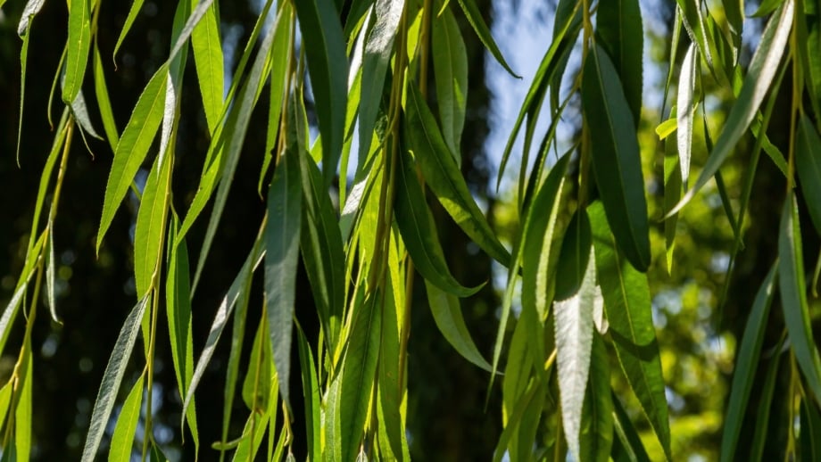 How to Plant, Grow, and Care For Weeping Willow Trees