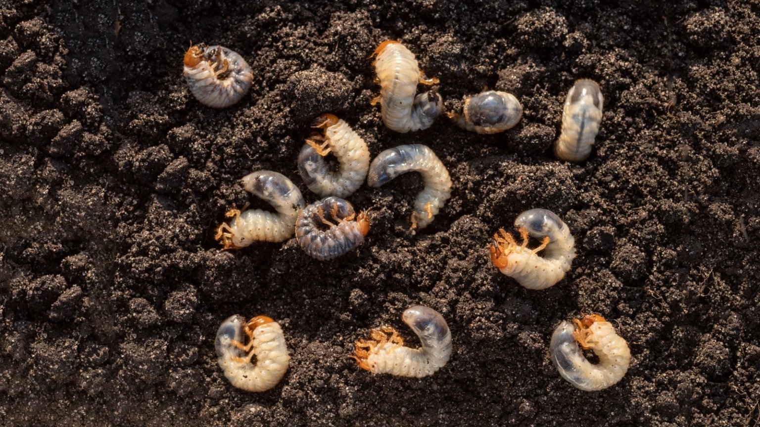 13 Common Watermelon Pests: How to Identify, Prevent, and Treat Them