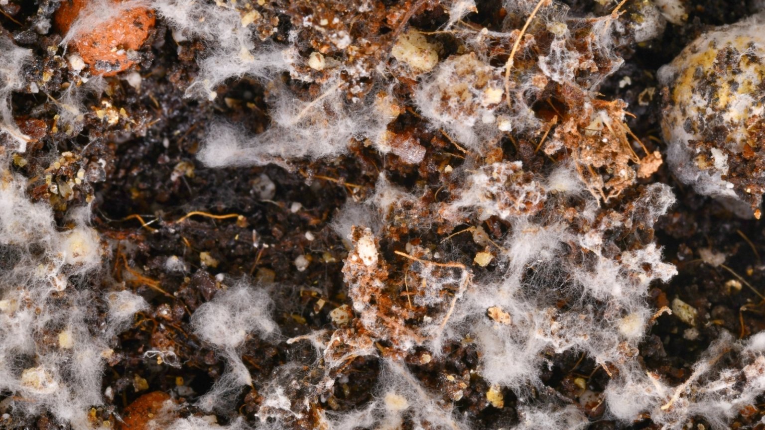 White Mold on Houseplant Soil: What it Means and What to Do