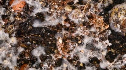 White Mold on Houseplant Soil: What it Means and What to Do