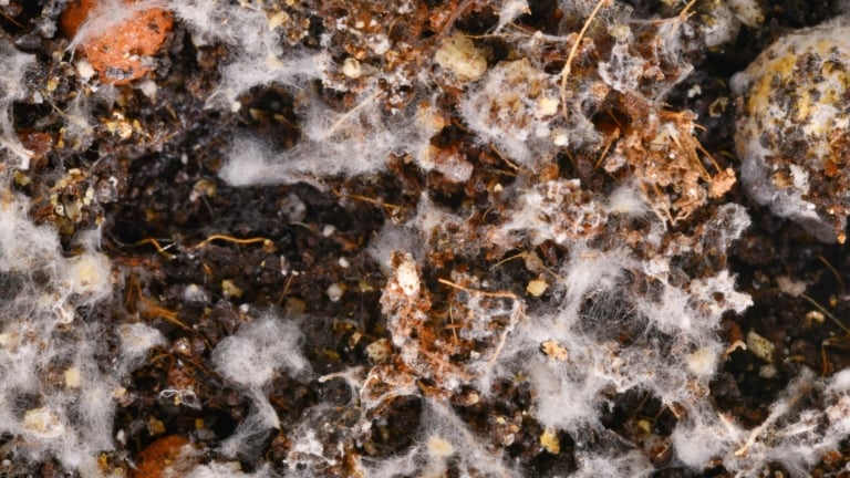 White Mold on Houseplant Soil: What it Means and What to Do