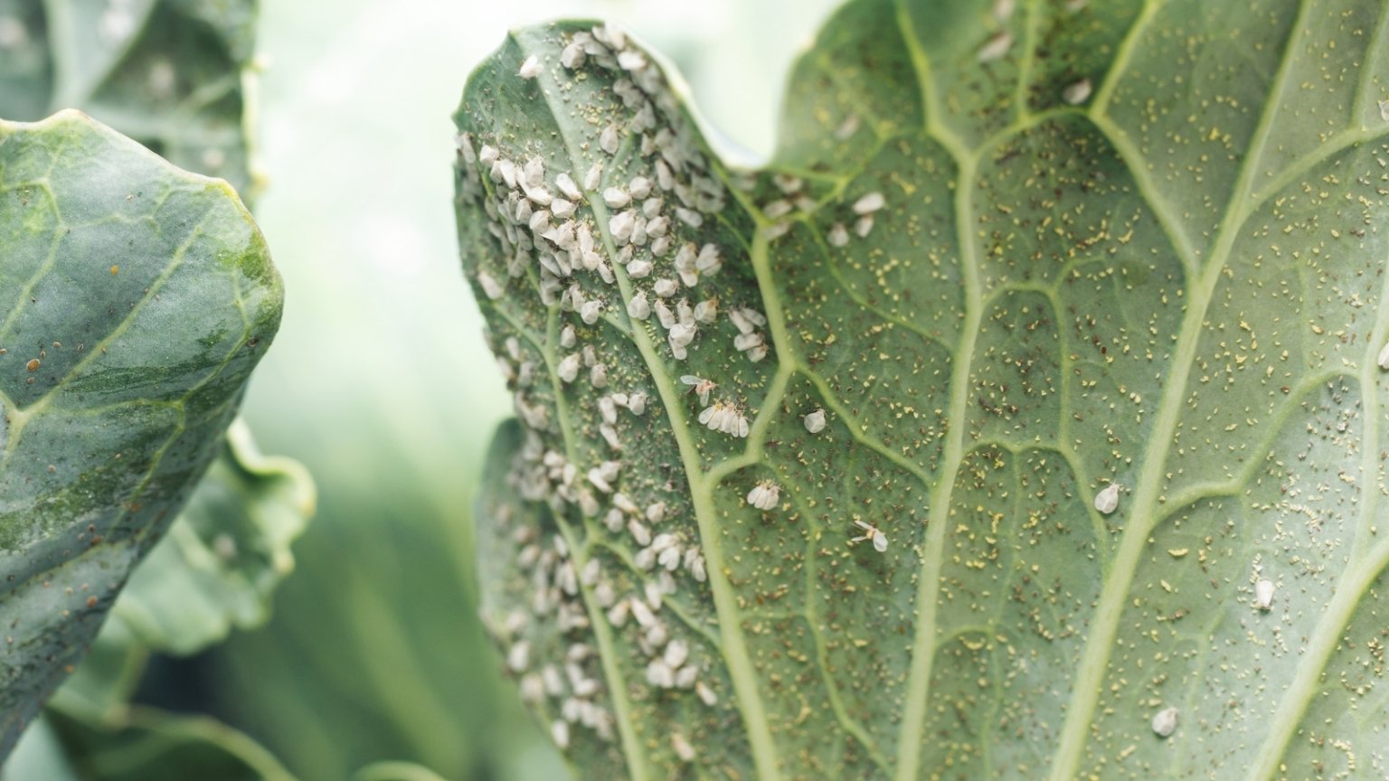 13 Common Watermelon Pests: How to Identify, Prevent, and Treat Them