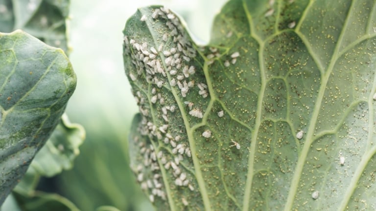 13 Common Watermelon Pests: How to Identify, Prevent, and Treat Them