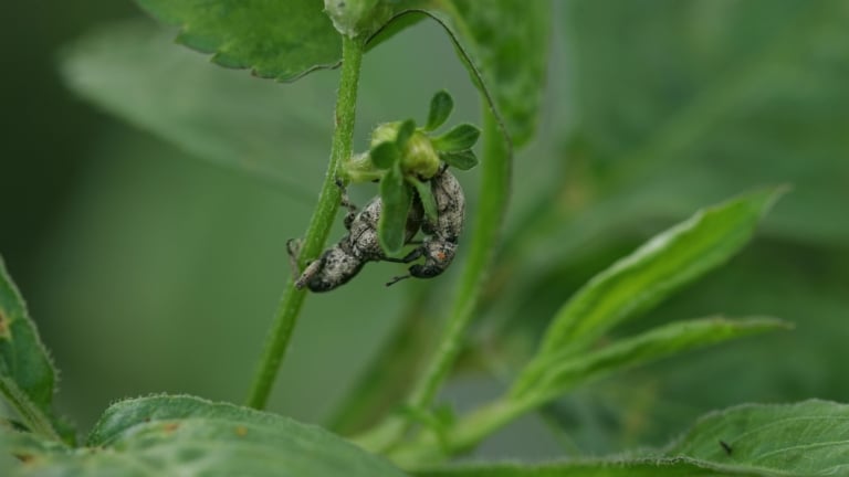 13 Common Watermelon Pests: How to Identify, Prevent, and Treat Them