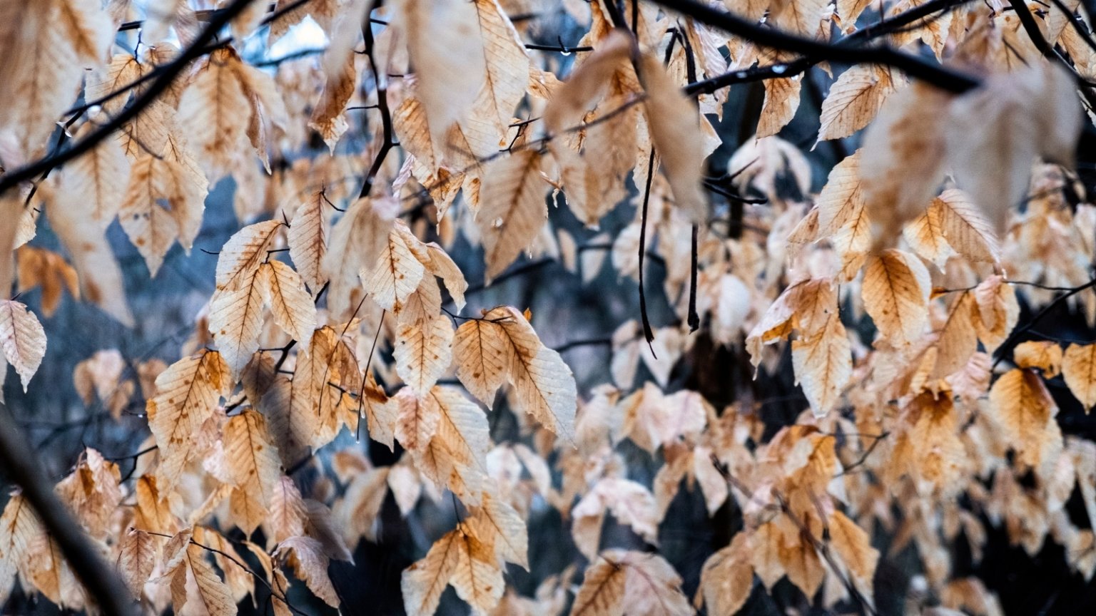 How to Plant, Grow, and Care for American Beech Trees