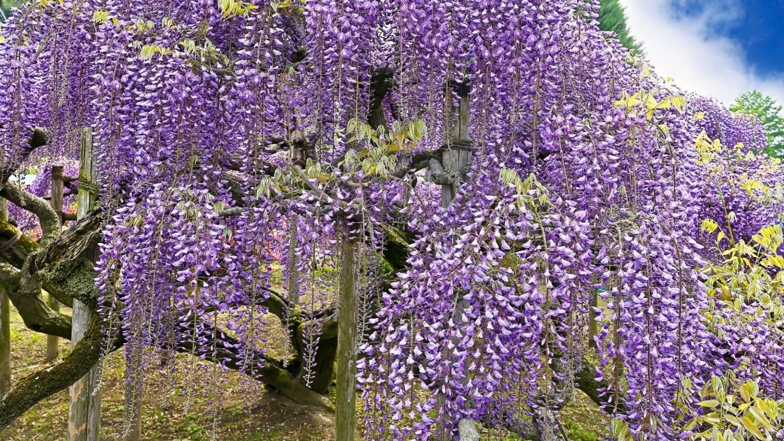 21 Types of Trees With Purple Flowers For Your Home or Garden