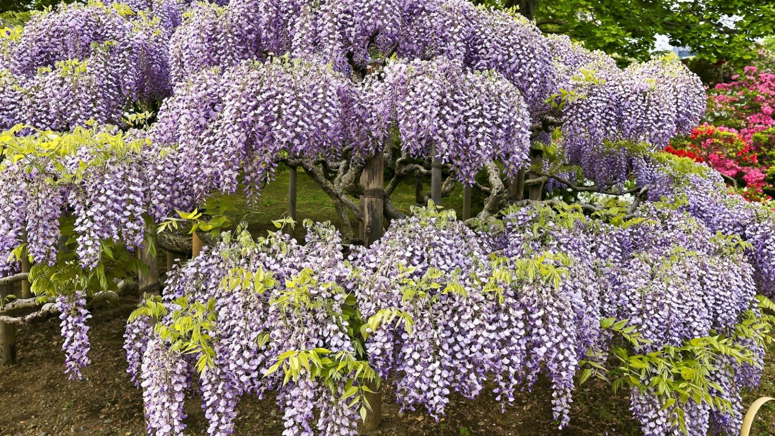 21 Beautiful, Fast-Growing Vines for Your Landscape