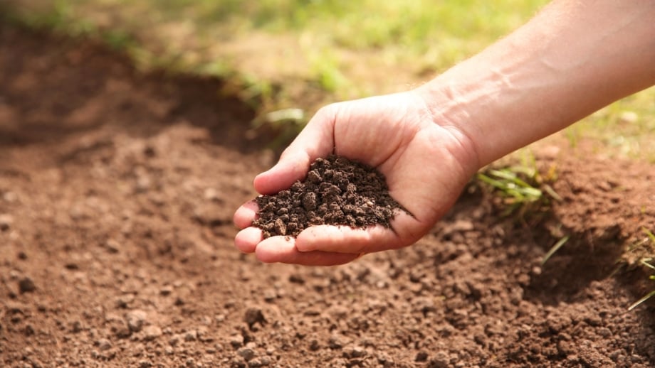 How to Plant, Grow, and Care for Corn