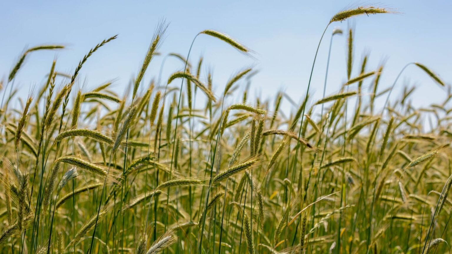 How to Plant, Grow, and Care for Barley