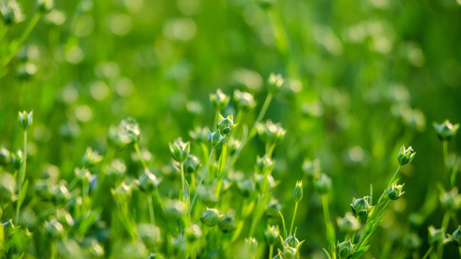 How to Plant, Grow, and Care for Flax